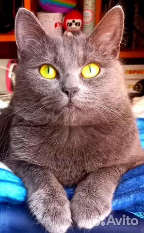 Кошка вязка