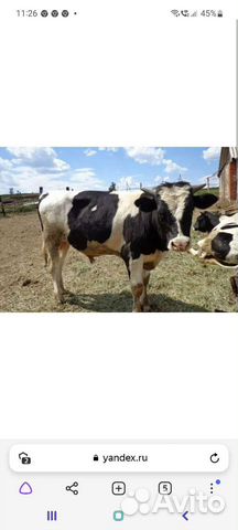 Быки на мясо