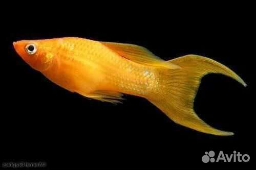 Моллинезия