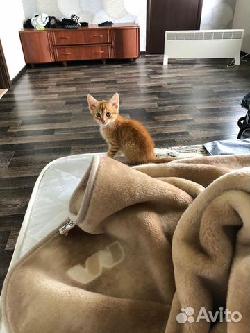 Рыжий котенок