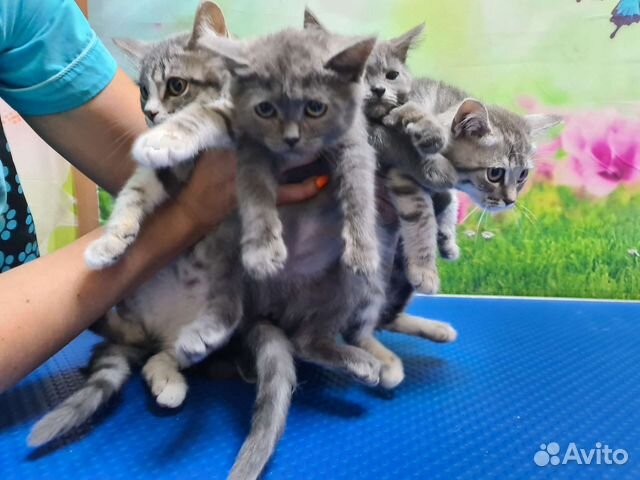 Котята бесплатно британцы