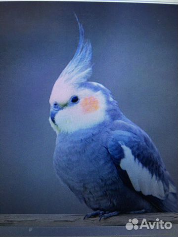 Попугай 9 лет говорящийсерый мальчик окольцован