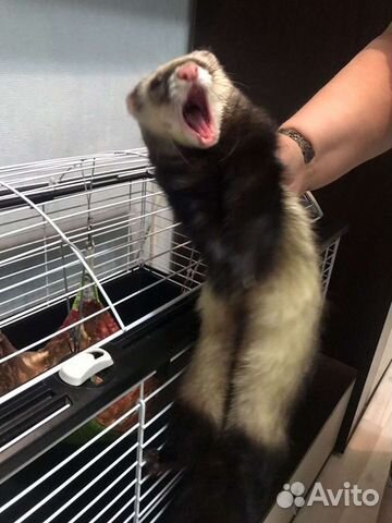 Хорек с клеткой