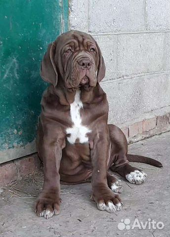 Неаполитанский мастиф