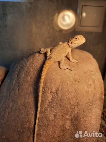 Бородатая агама самец