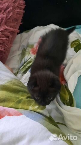 Кошка