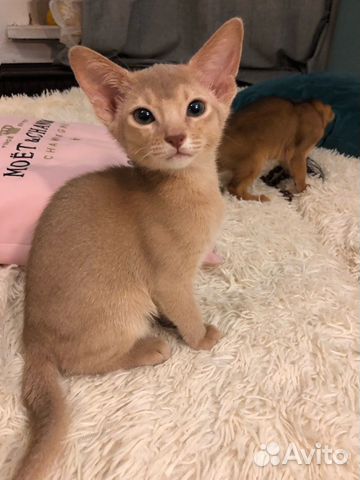 Абиссинские котята фавн