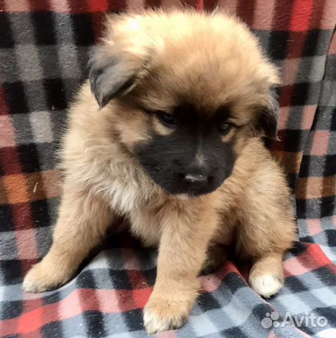 Щенки девочки в добрые руки