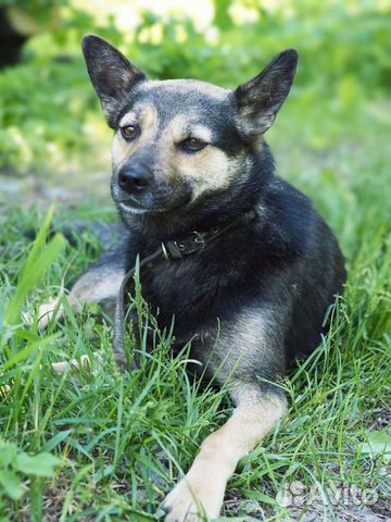 Маленькая собака в добрые руки