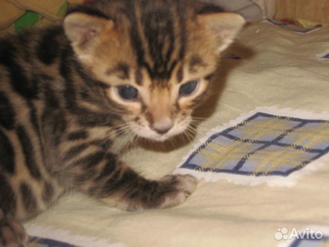 Контрастные бенгалята