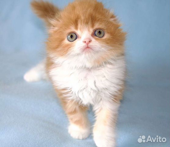 Хайленд фолд девочка Ляля