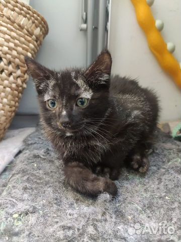 Котенок 2 мес. ищет дом