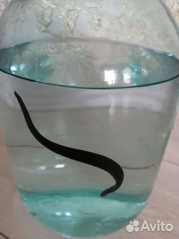 Продам пиявки