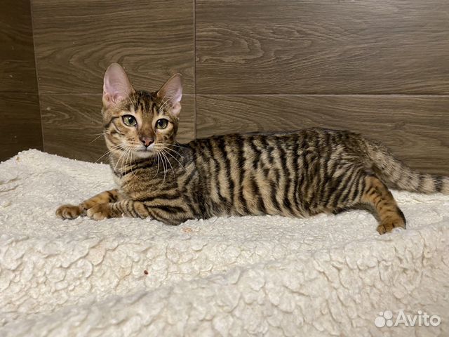 Тойгер кошечка Исидора