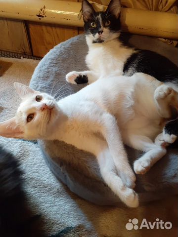 Котенок Карамелька в добрые ручки