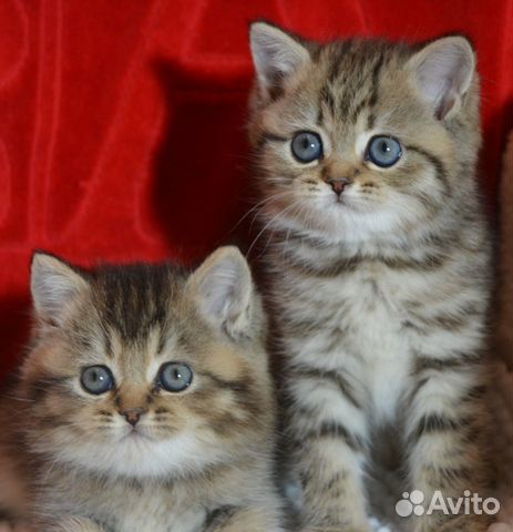 Золотые красотулечки