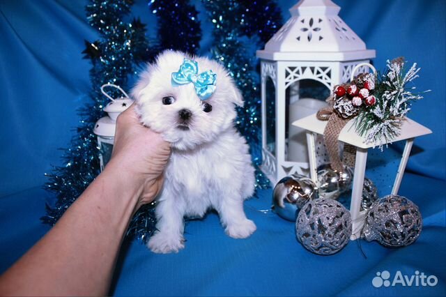 Кукольный мини малыш мальтезик 2 мес