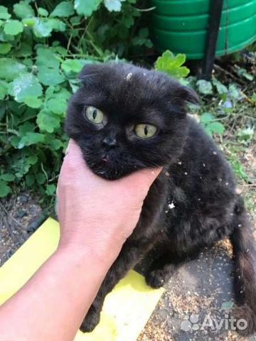 Кот ищет дом (потеряшка)