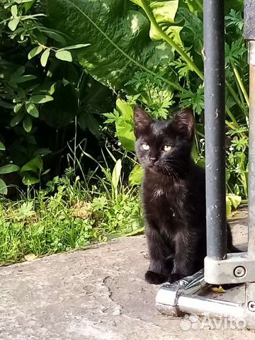 Котенок. Чёрная Бусинка, принесёт вам счастье