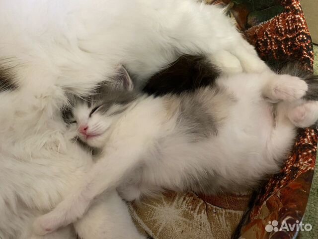 Котик в добрые руки