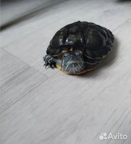 Красноухие черипахи