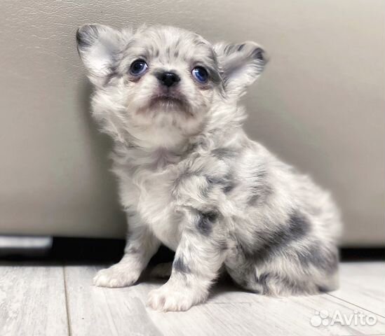 Неземная красотка(доставка)