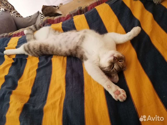 Малышка Либби ищет мамочку