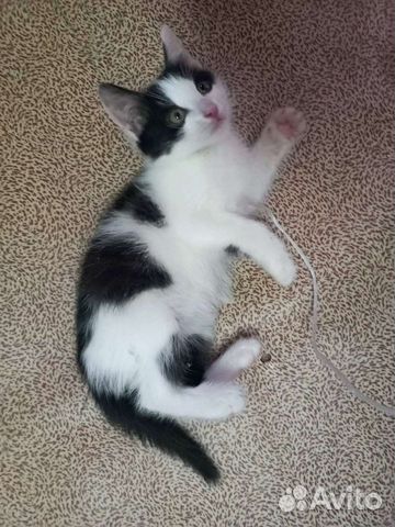 Малыш Лева в поисках дома