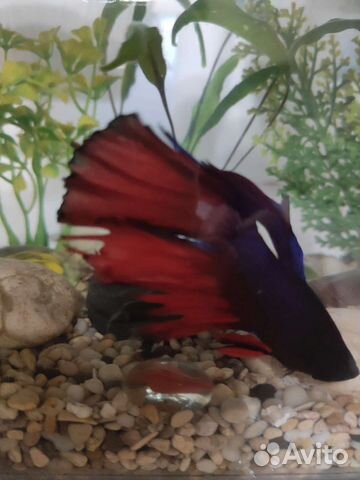 Рыбка петушок