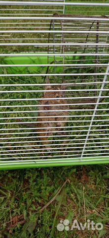 Чилийская белка дегу