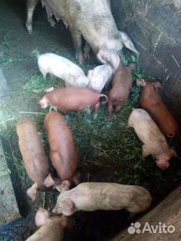 Поросенок ландрас+дюрок