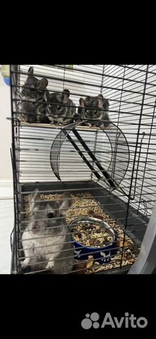 Шиншилы в добрые руки