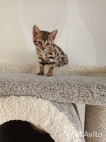 Бенгальские котята
