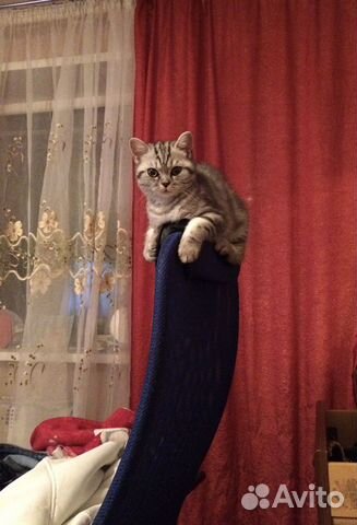 Шотландская прямоухая