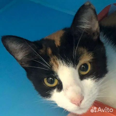 Буля. Нежнейшая трехцветочка, которой грозит улица