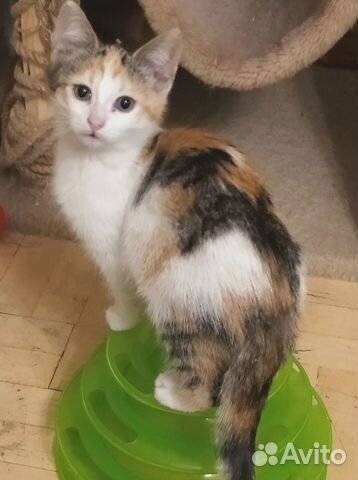 Котенок в добрые ручки