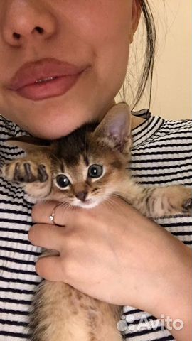 Абиссинские котята