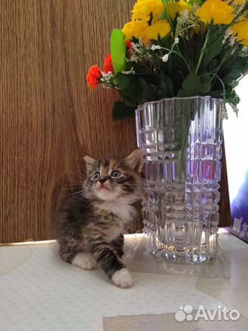 Кошка 1 мес