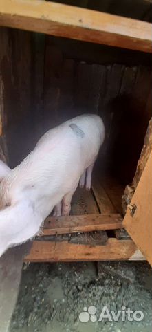 Поросенок ландрас