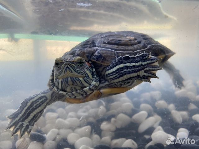 Красноухая черепаха с аквариумом бесплатно