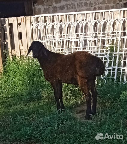 Бараны и барашки