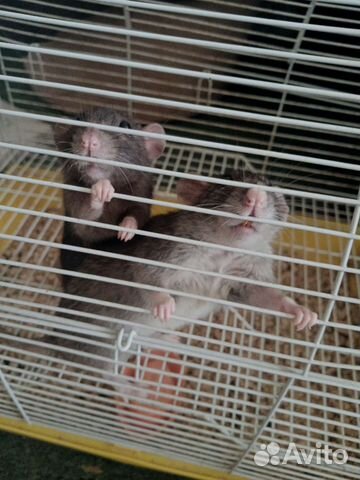 Декаротивные-домашние крысы