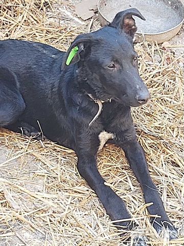 Кобель 8 мес ищет хозяина