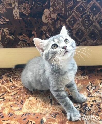 Котёнок Веня