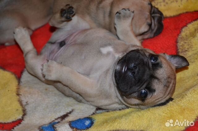 4 мальчика и 1 девочка