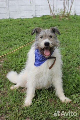 Пушистый красавчик в поиске мамы