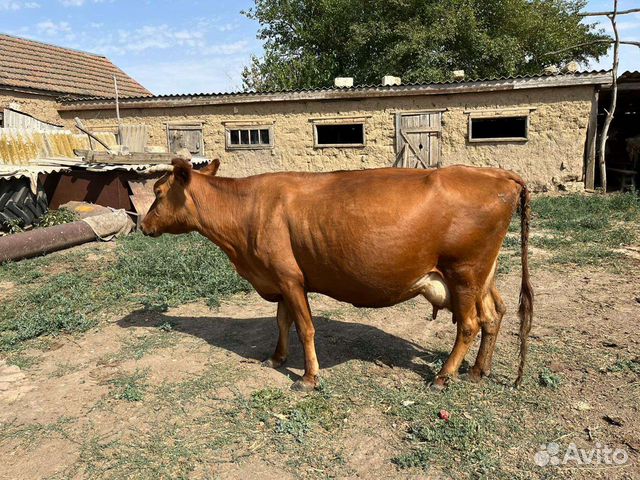 Корова дойная