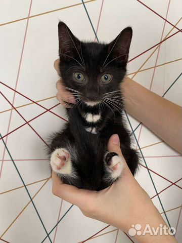 Котенок малыш в добрые руки