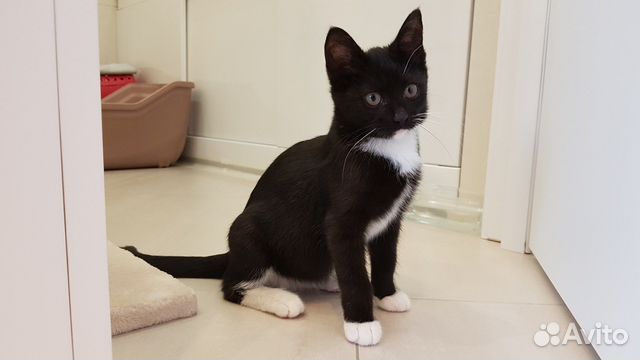 Милейшая кошечка