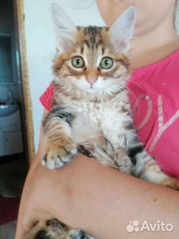 Курильский бобтейл. Доставка. Читайте текст